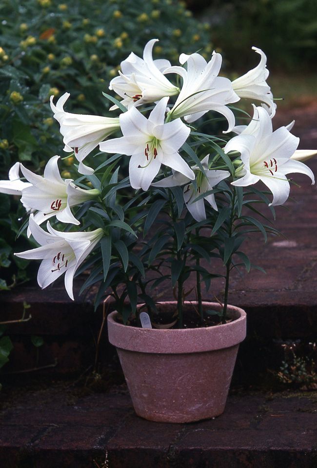 'Lilium alexandrae'
