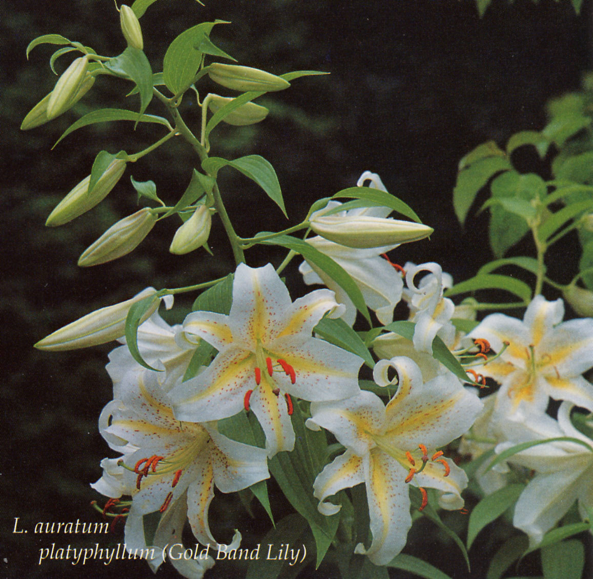 L. auratum platyphyllum