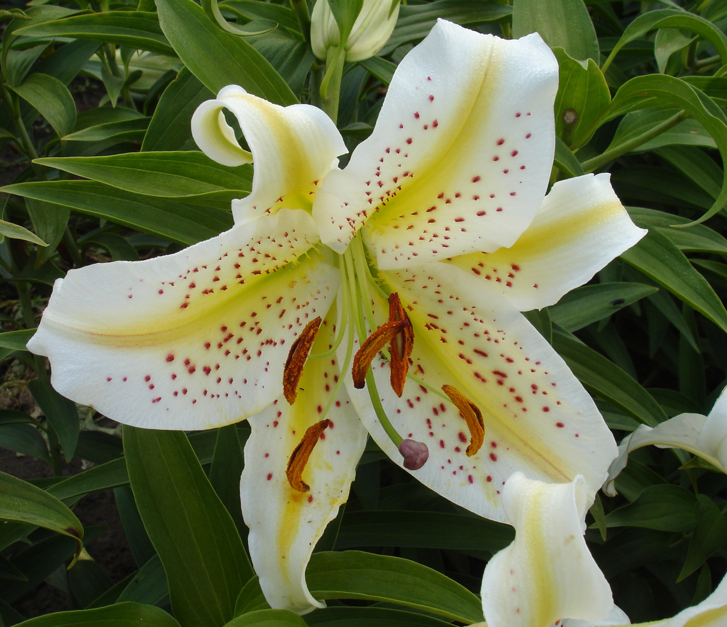 L. auratum platyphyllum
