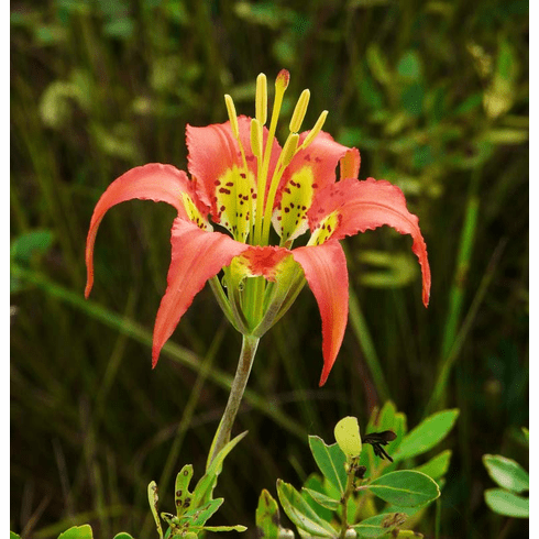'Lilium catesbaei' (Pine Lily)