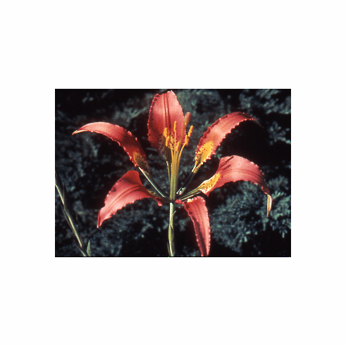 'Lilium catesbaei' (Pine Lily)
