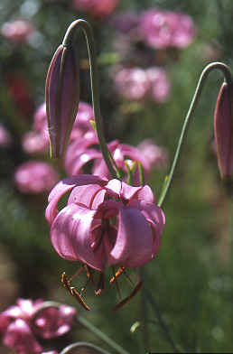 'Lilium cernuum'