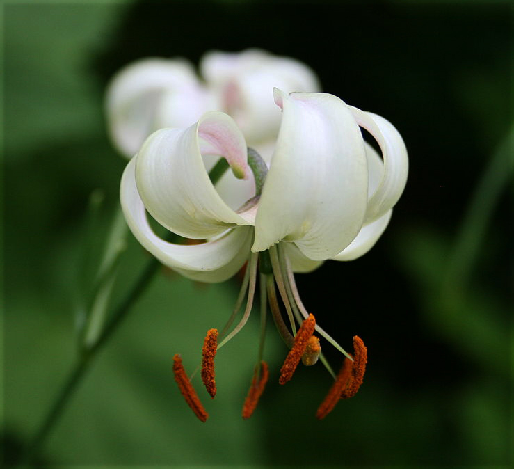 'Lilium cernum var. album'