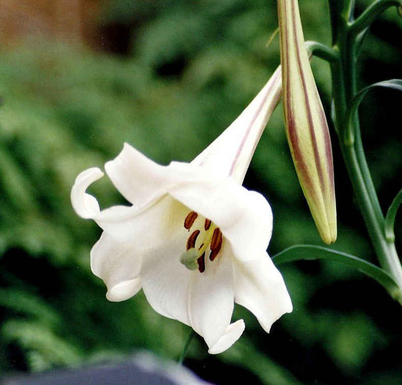 'Lilium formosanum'