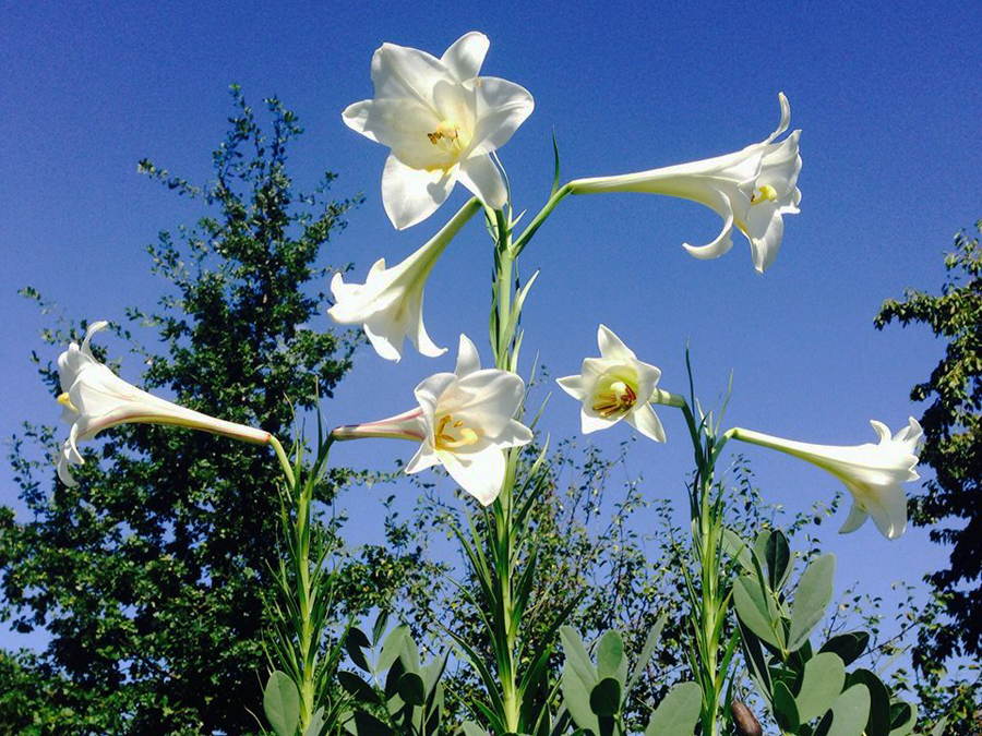 'Lilium formosanum' tall selection