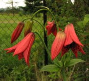 'Lilium grayi' (Gray's Lily)