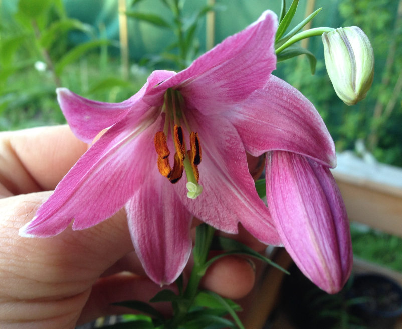 'Lilium mackliniae var. Naga Pink'