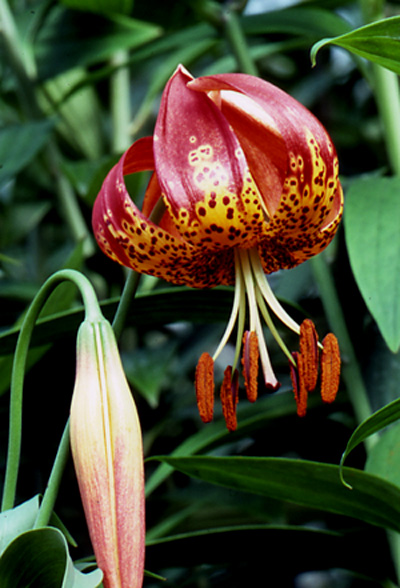L. pardalinum (Panther Lily)