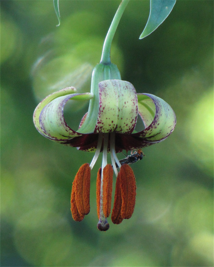 'Lilium primulinum var. burmaniacum' (Rock's Variety)