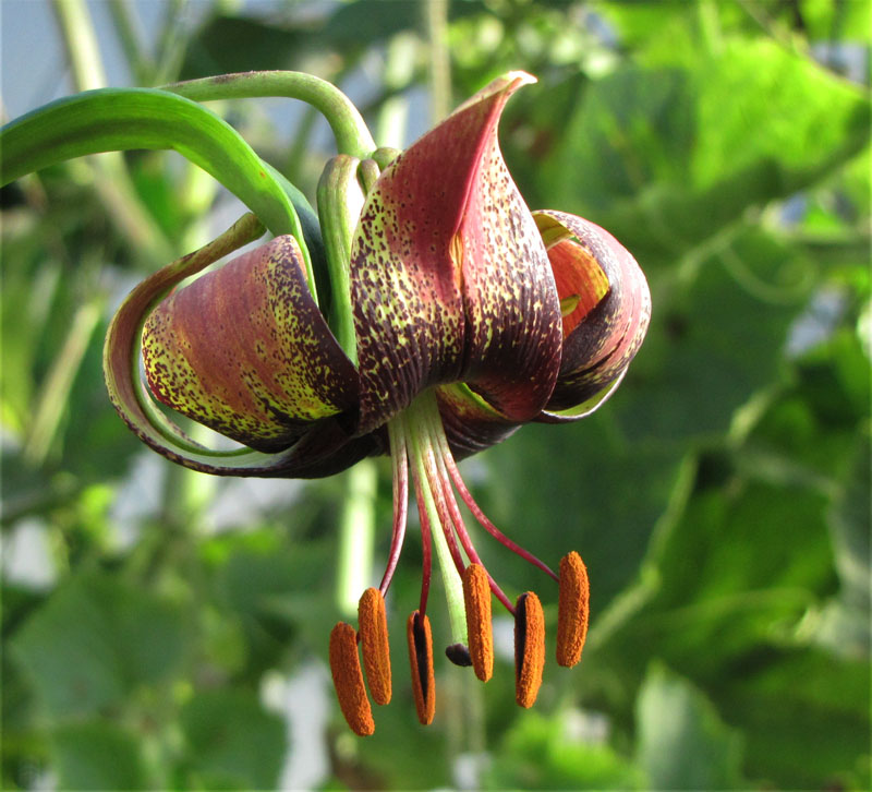 'Lilium primulinum var. burmanicum' (Dark Form)