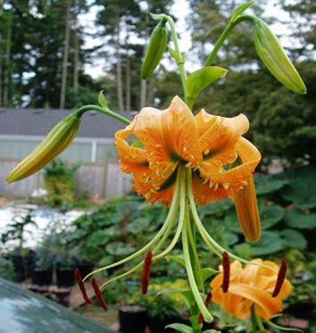 'Lilium rosthornii'