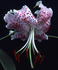 'Lilium speciosum rubrum'
