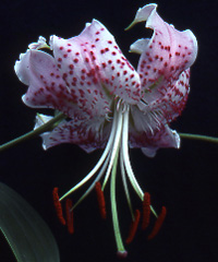 'Lilium speciosum rubrum'