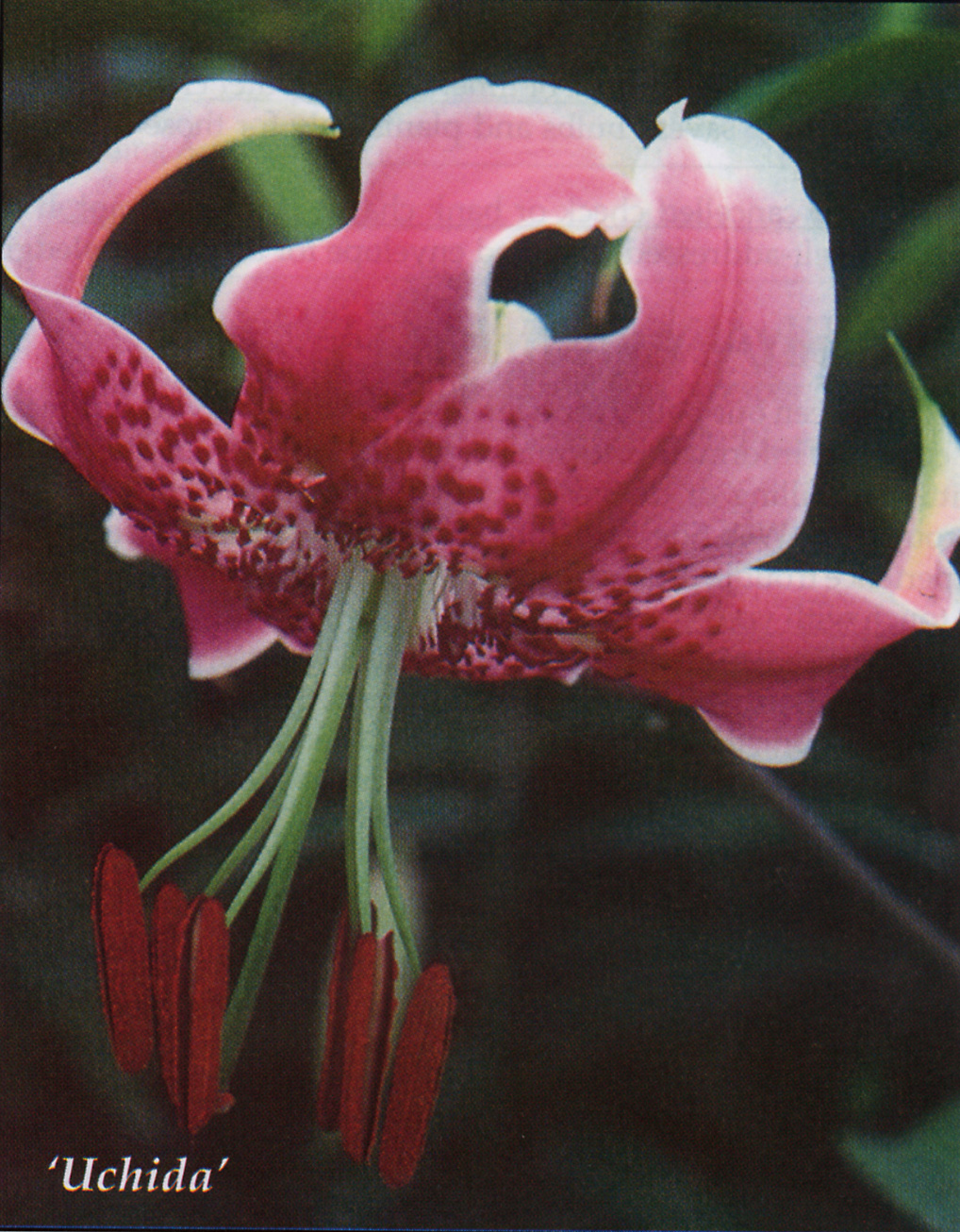 'Lilium speciosum rubrum 'Uchida'