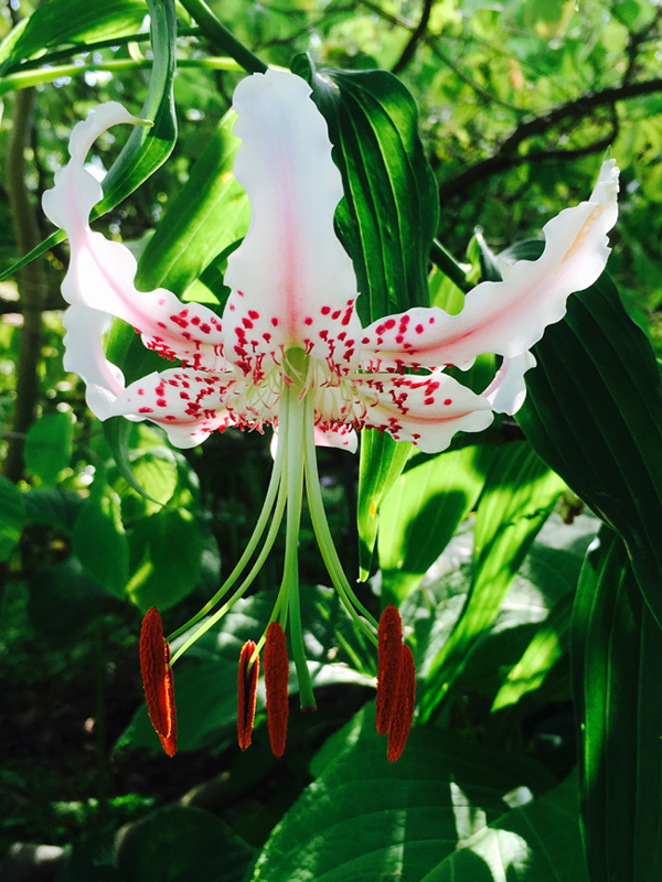 'Lilium speciosum var. punctatum'