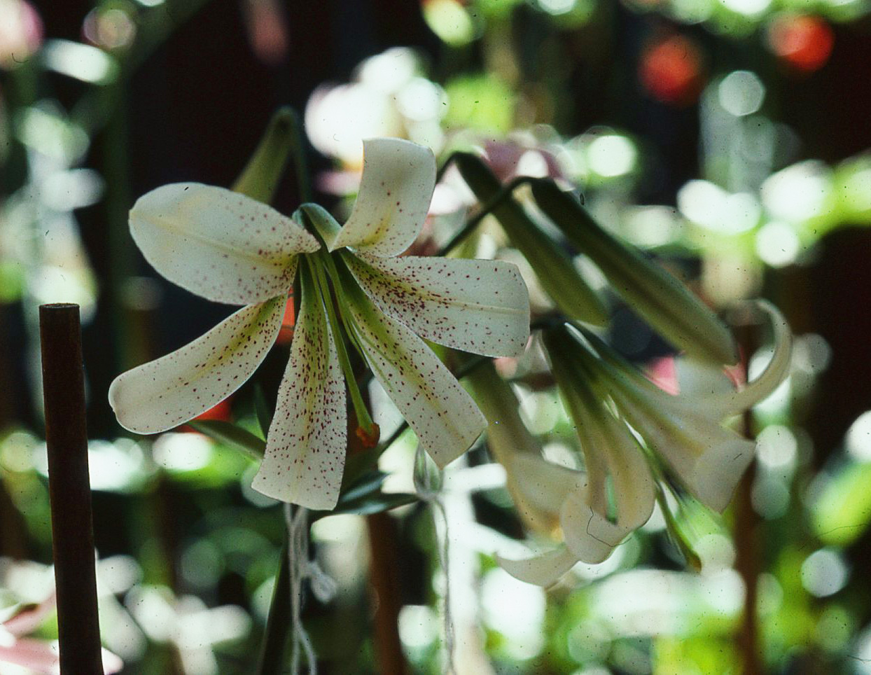 'Lilium washingtonianum var. minor' (Shasta Lily)