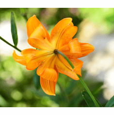 Wild Lilies Photo Gallery