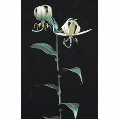 Wild Lilies Photo Gallery