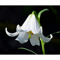Wild Lilies Photo Gallery