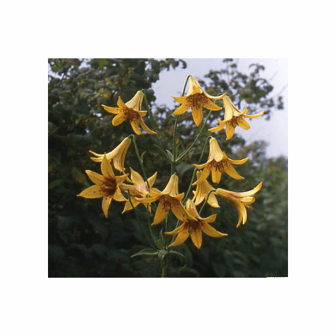 'Lilium canadense var. flavum' (Meadow Lily)