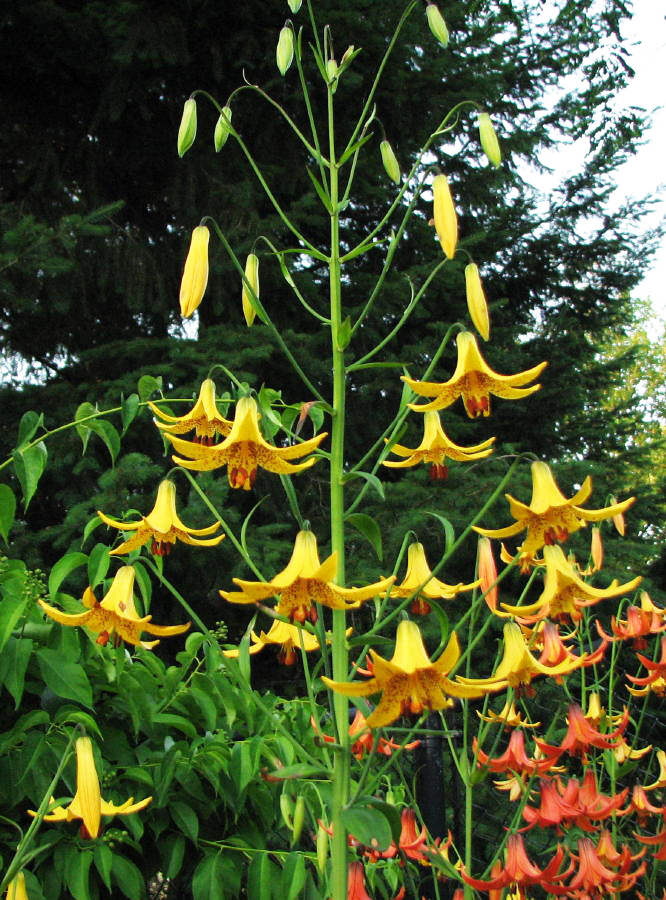 'Lilium canadense var. flavum' (Meadow Lily)