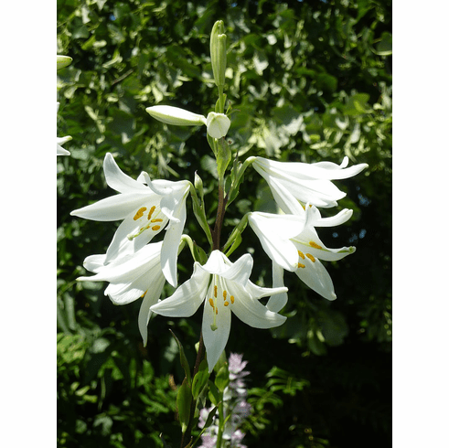 'Lilium candidum var. cernuum'