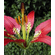 'Lilium catesbaei' (Pine Lily)