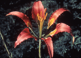 'Lilium catesbaei' (Pine Lily)