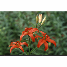 Wild Lilies Photo Gallery