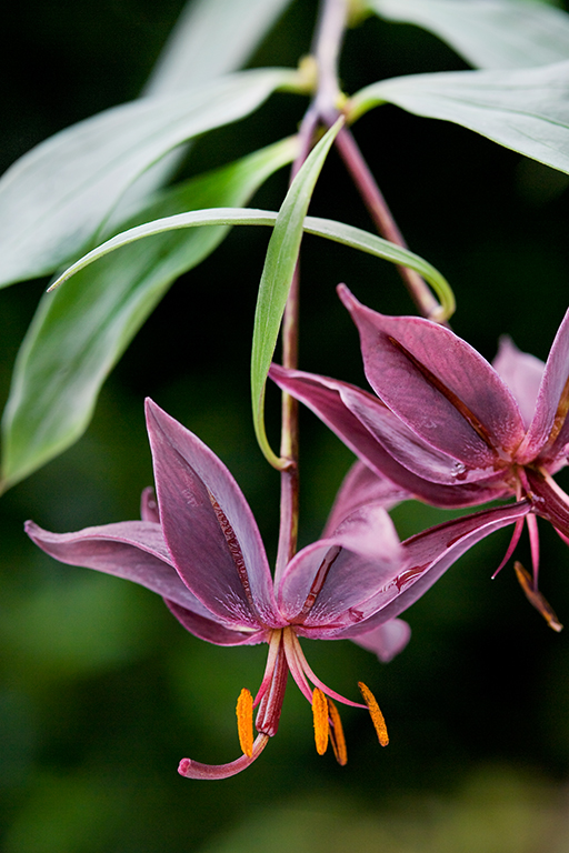 'Lilium eupetes' (Real "Tree Lilies")