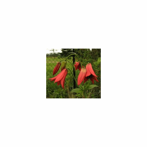 'Lilium grayi' (Gray's Lily)
