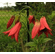 'Lilium grayi' (Gray's Lily)
