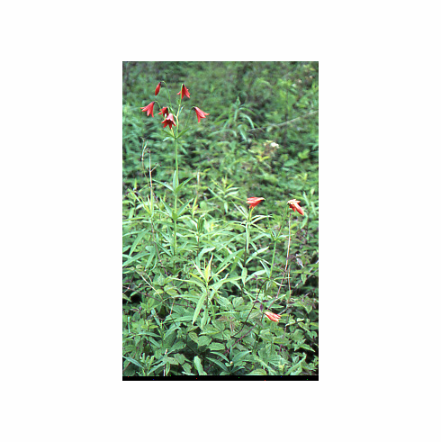 'Lilium grayi' (Gray's Lily)