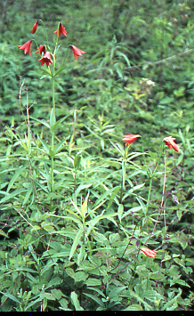 'Lilium grayi' (Gray's Lily)