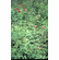 'Lilium grayi' (Gray's Lily)