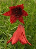 'Lilium grayi' (Gray's Lily)