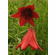 'Lilium grayi' (Gray's Lily)