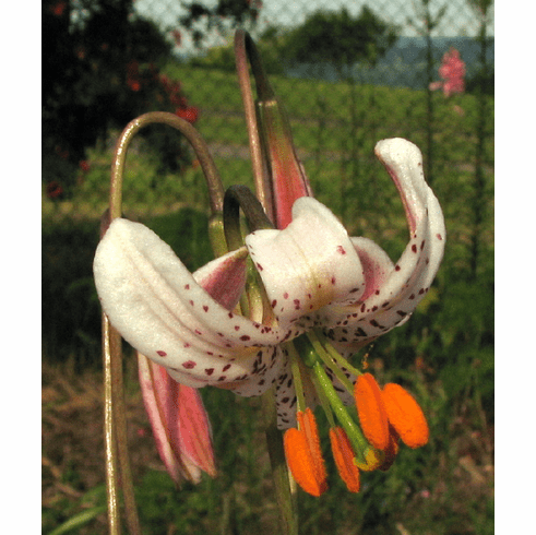 'Lilium kelloggii var. 'Boyd Kline'