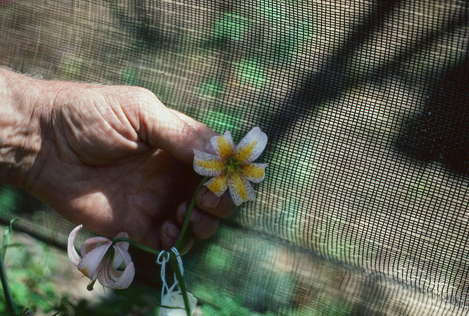 'Lilium kelloggii var. 'Boyd Kline'