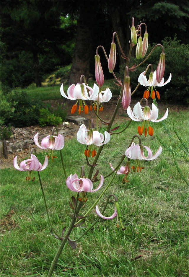 'Lilium kelloggii var. 'Boyd Kline'