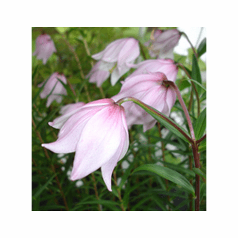 'Lilium mackliniae' (The 'Manipur Lily')
