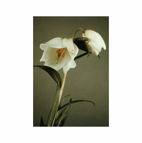 'Lilium mackliniae' (The 'Manipur Lily')