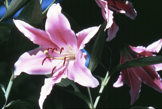 'Lilium nobilissimum' (Noble Lily)