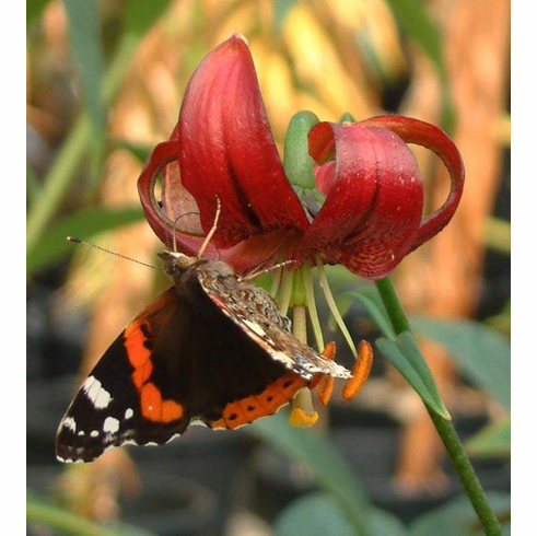 'Lilium papilliferum'