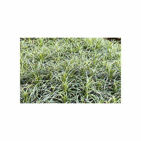 'Lilium philippinense'