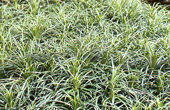 'Lilium philippinense'