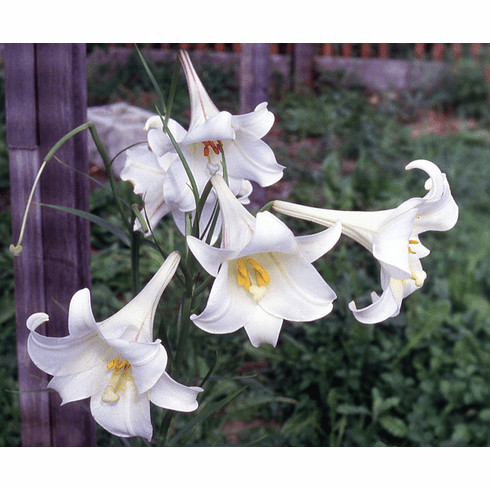 'Lilium philippinense'