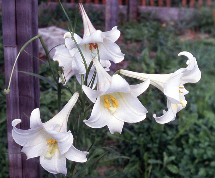 'Lilium philippinense'