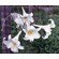 'Lilium philippinense'