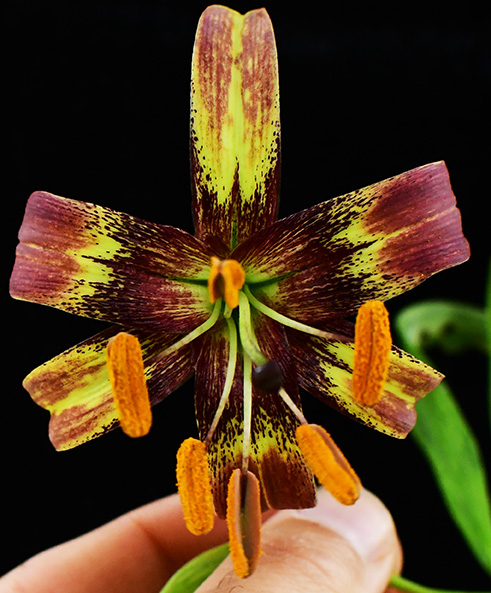 'Lilium primulinum var. burmanicum' (Dark Form)